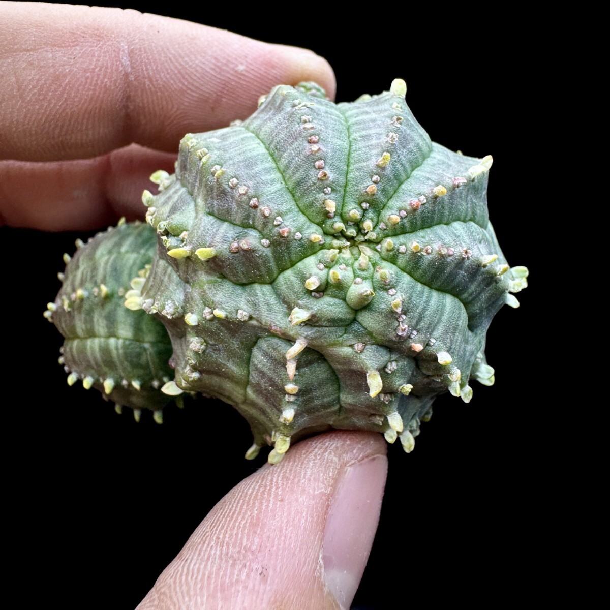 Yahoo!オークション - P12 サボテン 多肉植物 ユーフォルビア オベサ E...