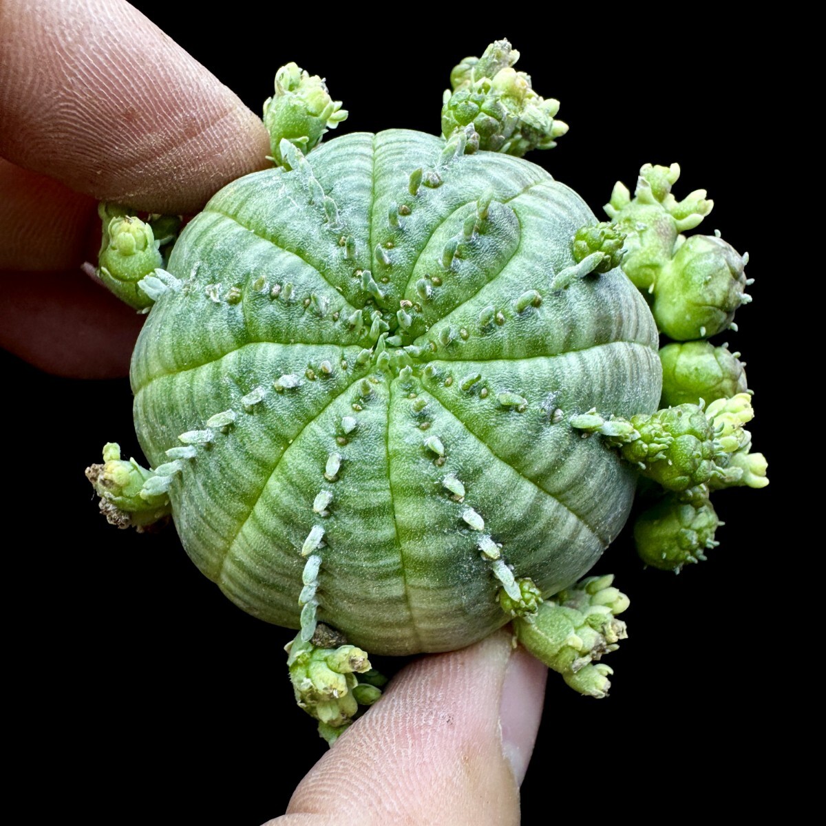 Yahoo!オークション - P12 サボテン 多肉植物 ユーフォルビア オベサ E...