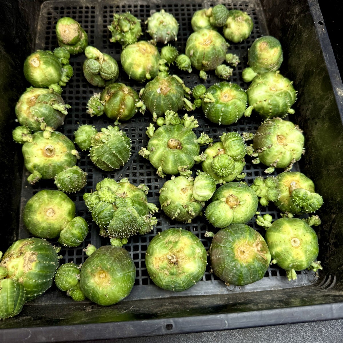 Yahoo!オークション - P12 サボテン 多肉植物 ユーフォルビア オベサ E...