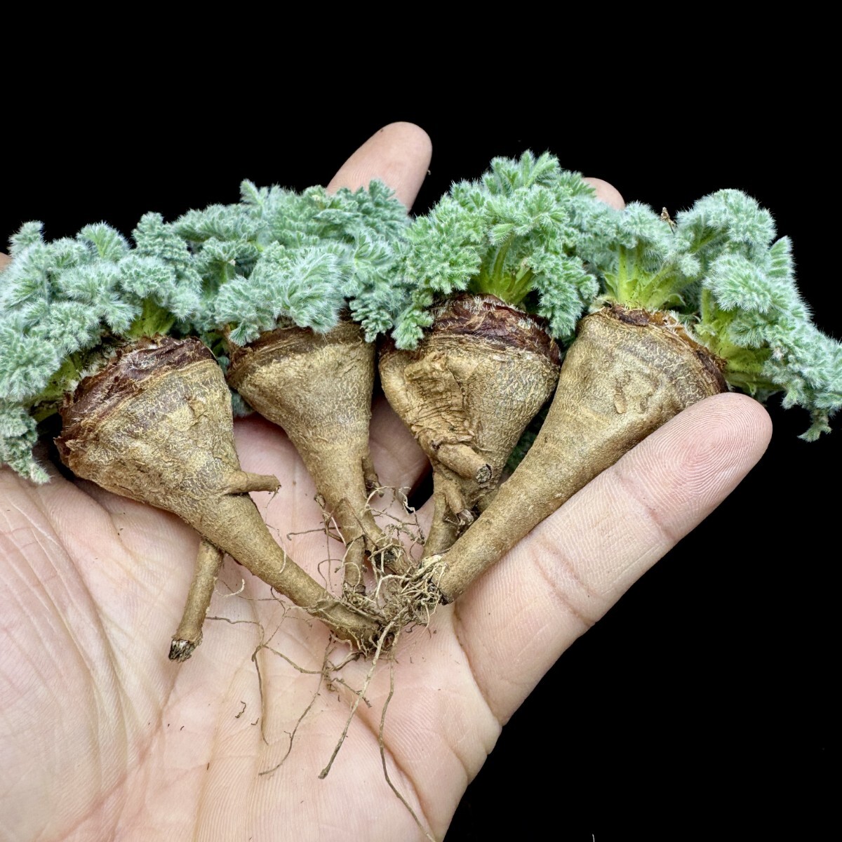 Yahoo!オークション - P13 多肉植物 ペラルゴニウム 実生 アッペンディ...