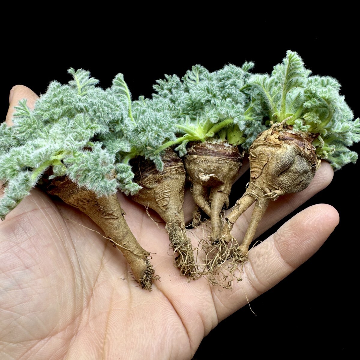 Yahoo!オークション - P13 多肉植物 ペラルゴニウム 実生 アッペンディ...