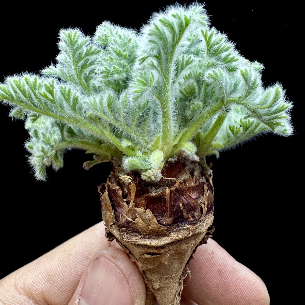 Yahoo!オークション - P13 多肉植物 ペラルゴニウム 実生 アッペンディ...