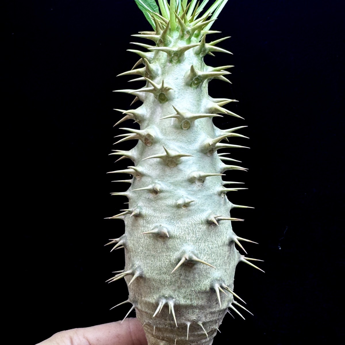 Yahoo!オークション - P22 パキポディウム アンボンゲンセ 実生つくり...