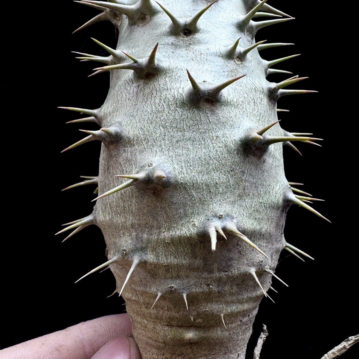 Yahoo!オークション - P22 パキポディウム アンボンゲンセ 実生つくり...