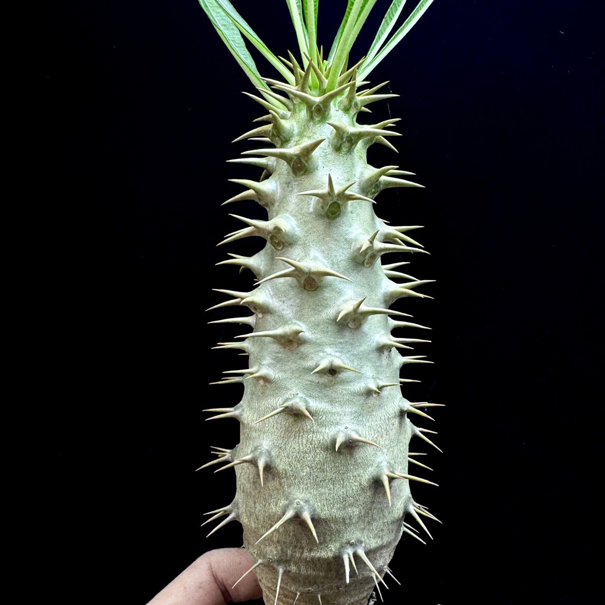 Yahoo!オークション - P22 パキポディウム アンボンゲンセ 実生つくり...