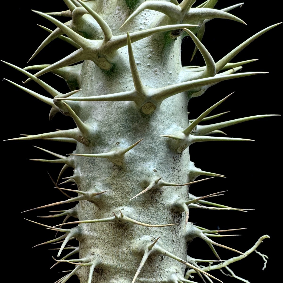 Yahoo!オークション - P23 パキポディウム アンボンゲンセ 実生つくり...