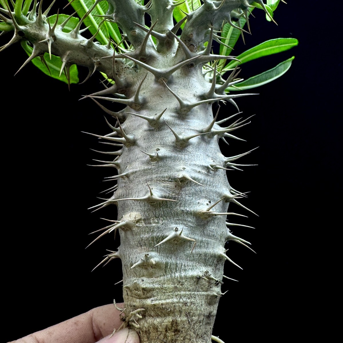 Yahoo!オークション - P24 パキポディウム アンボンゲンセ 実生つくり...