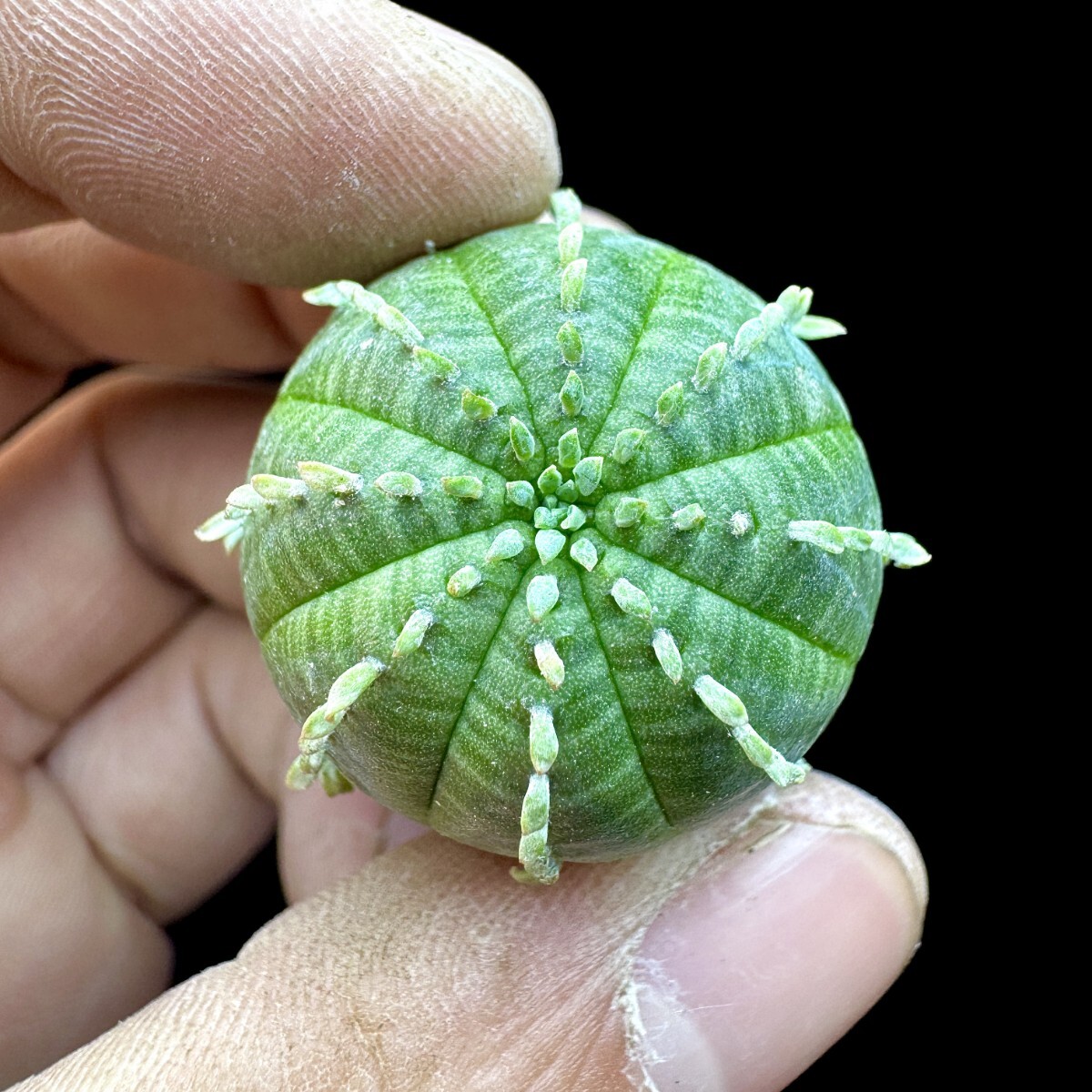 Yahoo!オークション - H17 サボテン 多肉植物 ユーフォルビア オベサ E...