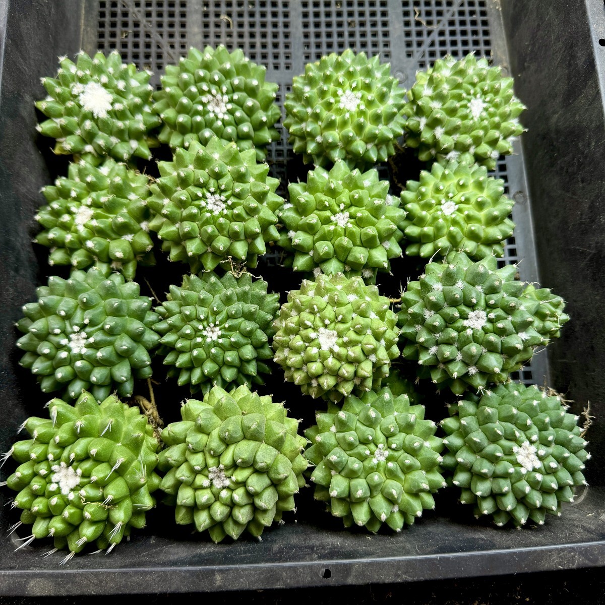 Yahoo!オークション - N18 サボテン Mammillaria bucareliensis cv Eru...