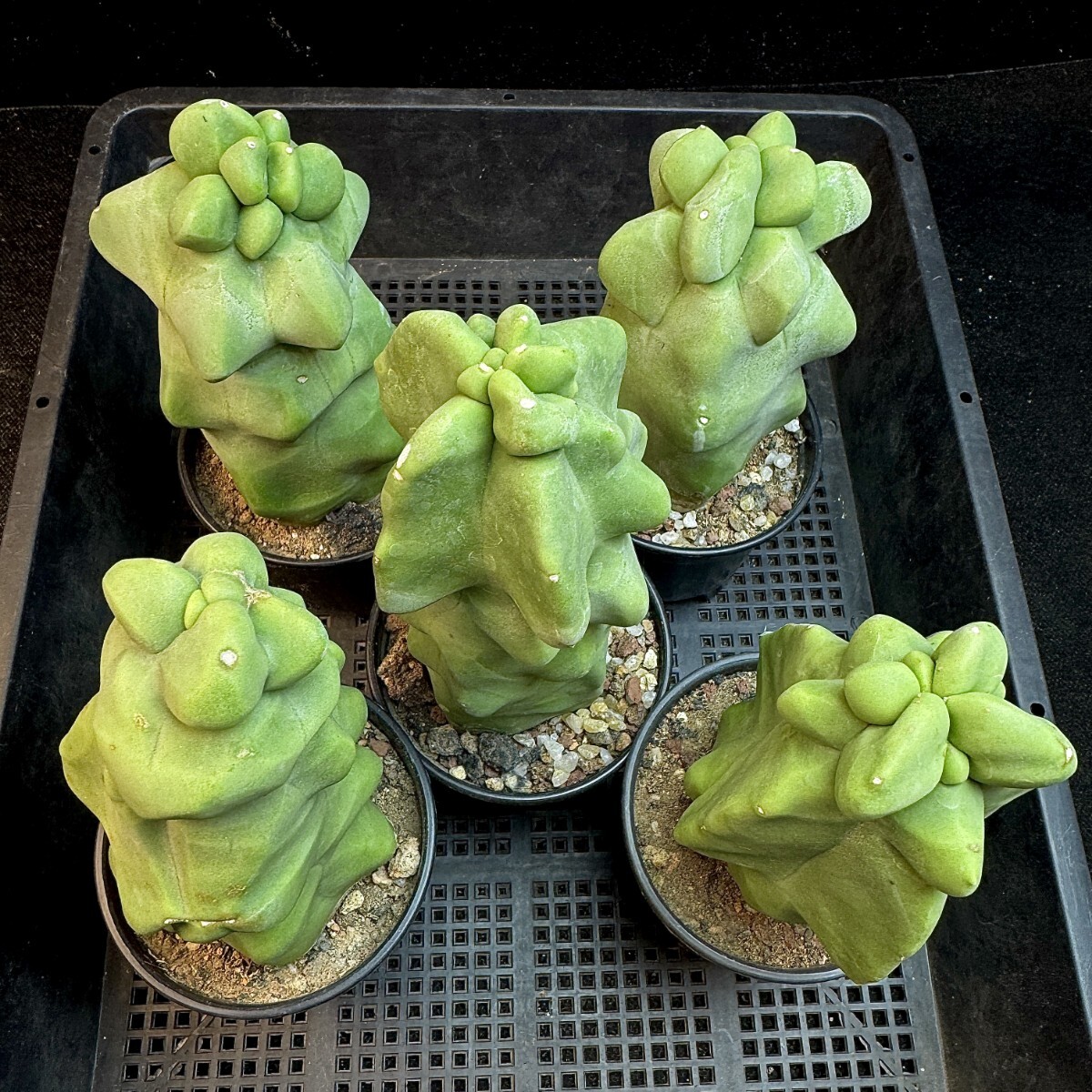 Yahoo!オークション - R5 サボテン ロホセレウス 福禄寿 多肉植物 実生...