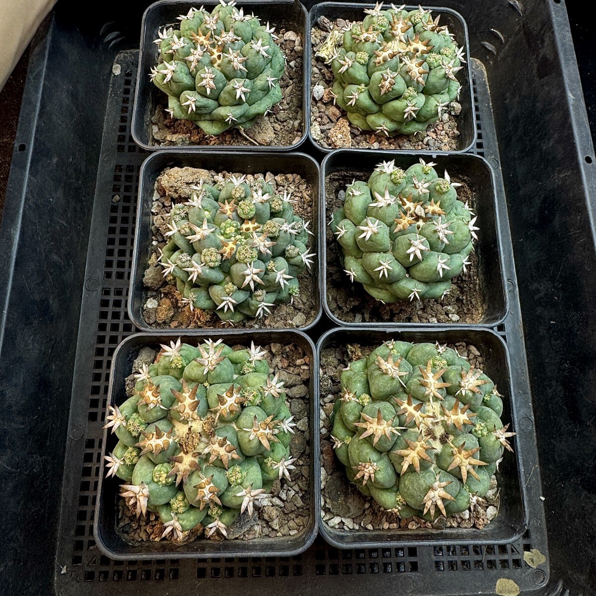 Yahoo!オークション - R9 サボテン コリファンタ Coryphantha elephant...