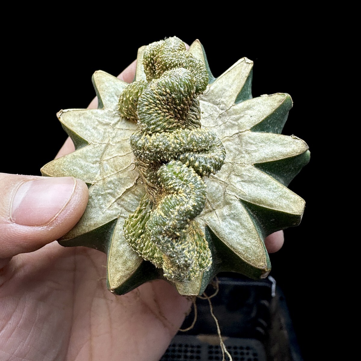 Yahoo!オークション - R11 サボテン 多肉植物 ゲオヒントニア メキシカ...