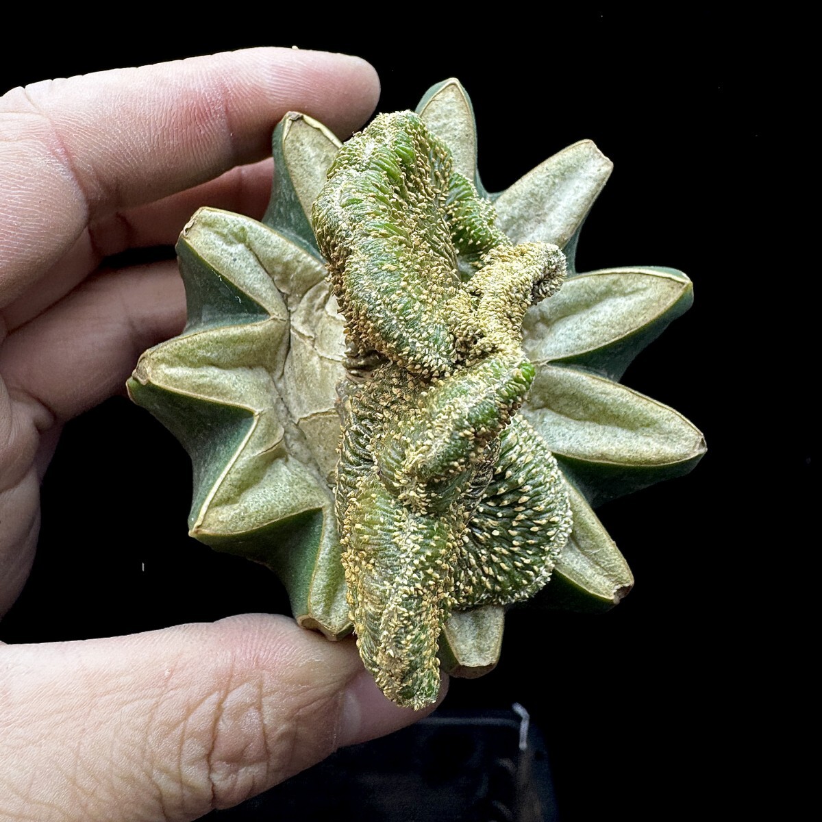 Yahoo!オークション - R11 サボテン 多肉植物 ゲオヒントニア メキシカ...