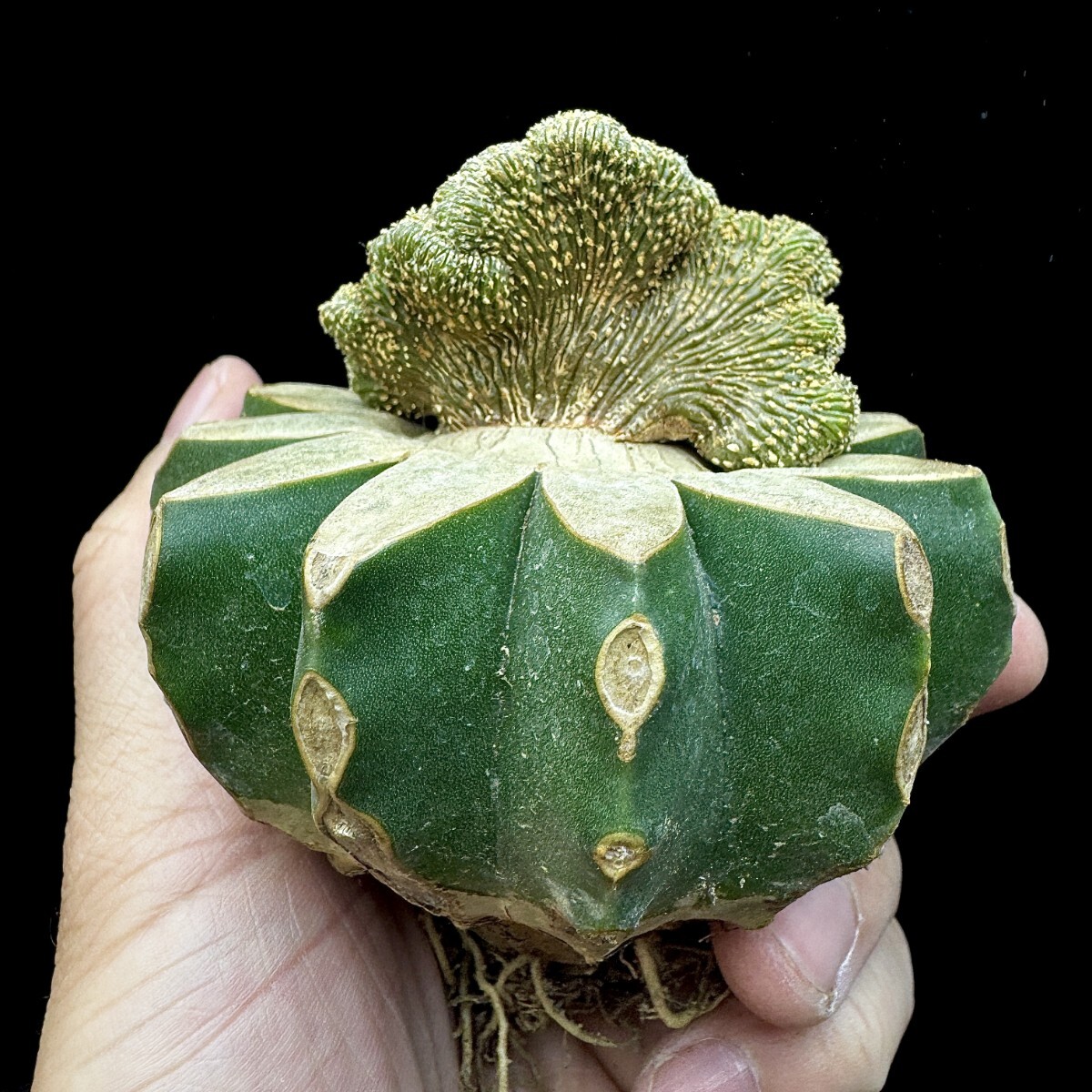 Yahoo!オークション - R11 サボテン 多肉植物 ゲオヒントニア メキシカ...