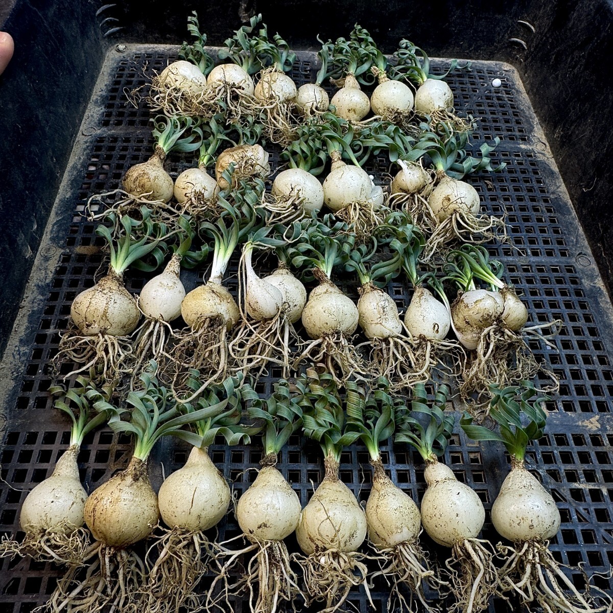 Yahoo!オークション - R13 実生アルブカ コンコルディアナ 球根Albuca ...