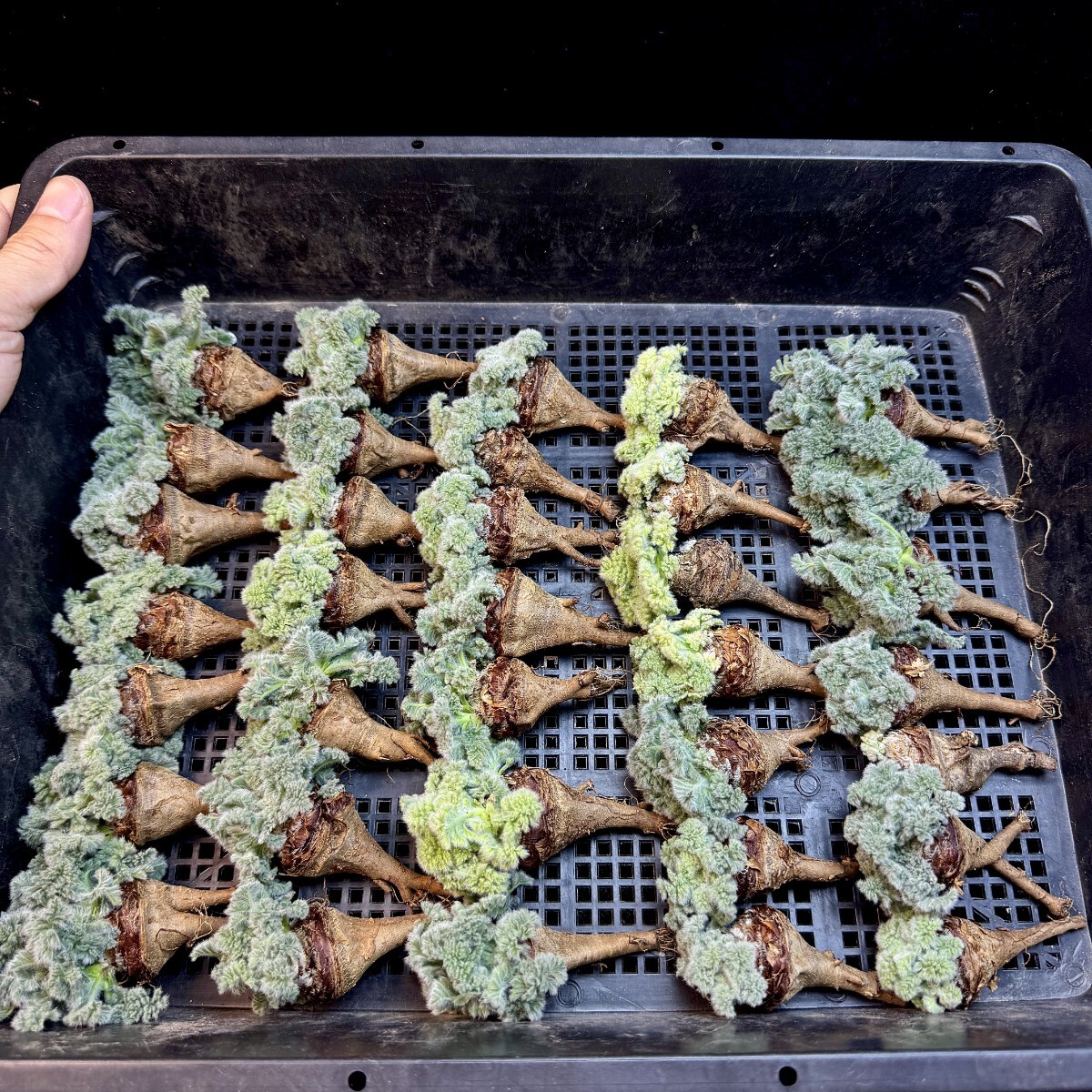 Yahoo!オークション - S4 実生アルブカ コンコルディアナ 球根Albuca c...