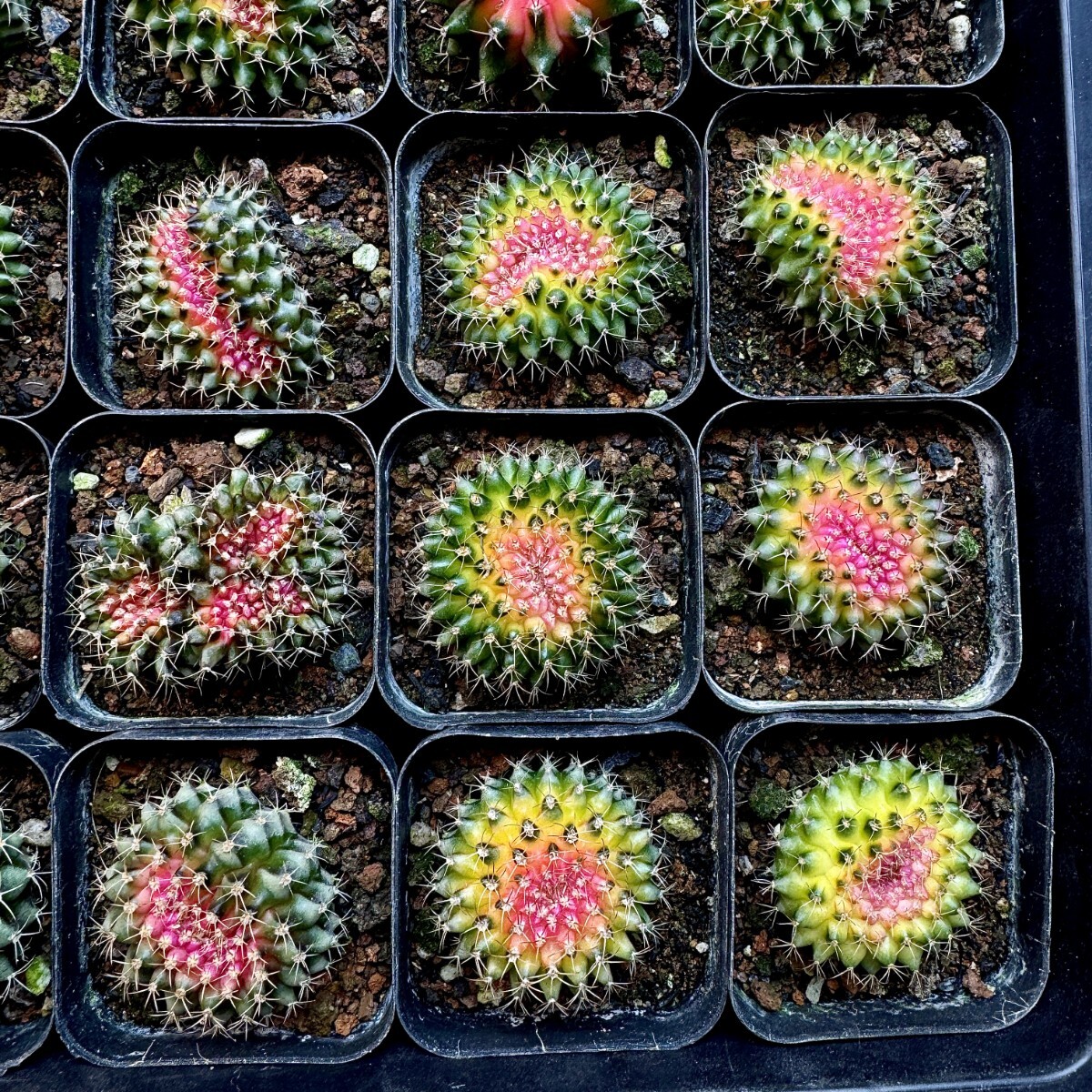 Yahoo!オークション - S25 ギムノカリキウム 翠晃冠 錦 綴化Gymnocalyc...