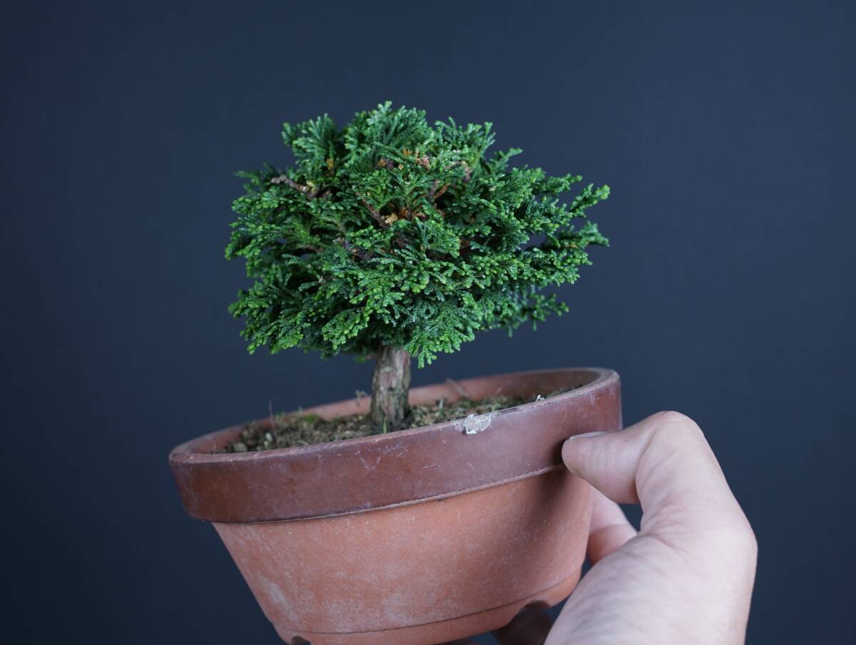 Yahoo!オークション - 挿木素材 津山桧 H樹11cm W樹幅15.5cm D奥行12cm