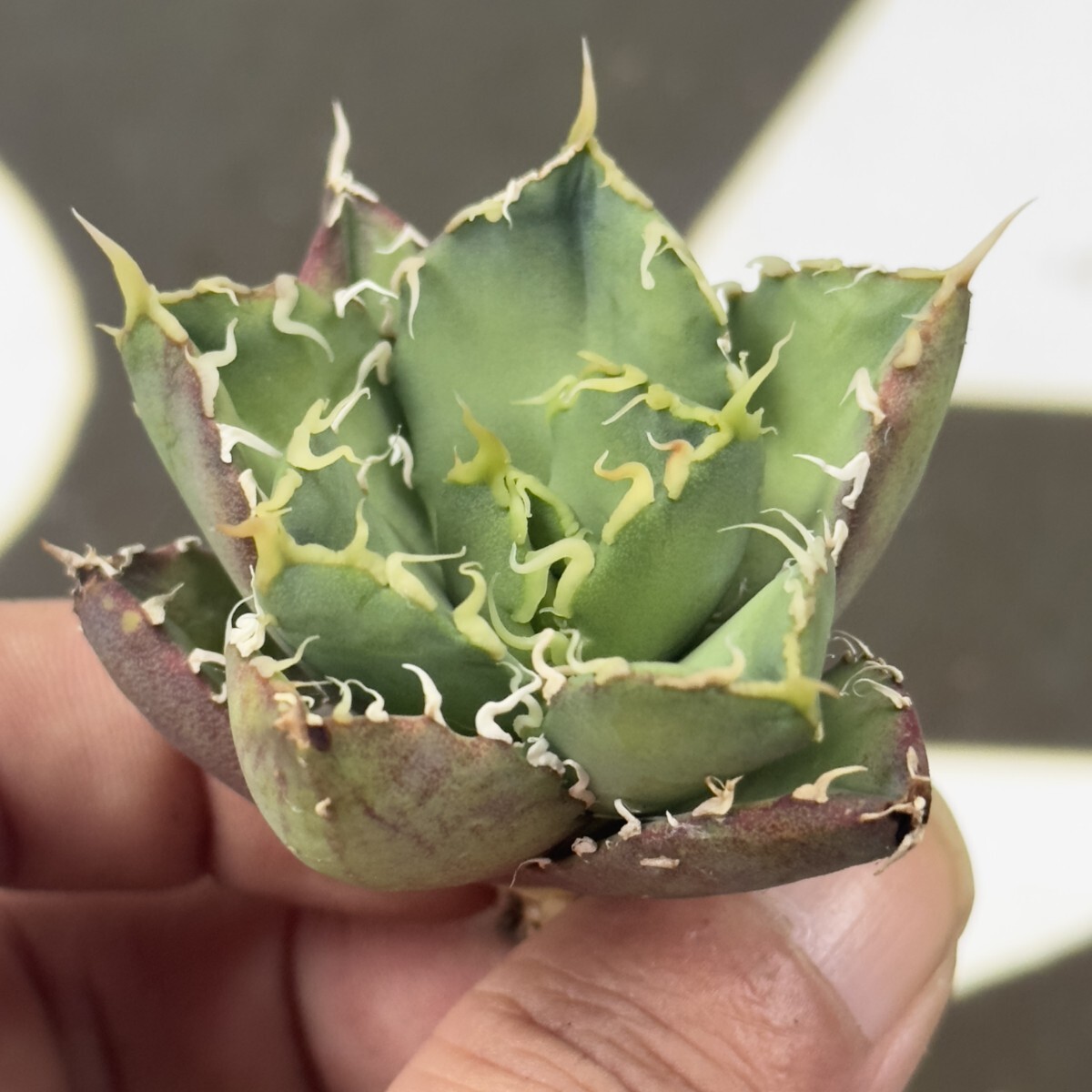 Yahoo!オークション - 792【上澳園芸】 アガベ チタノタ shangao-017緑...