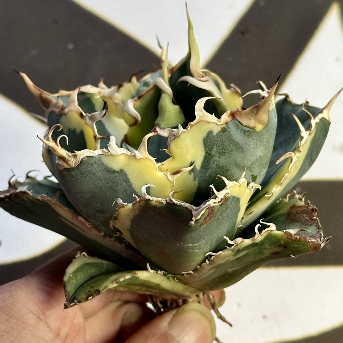 Yahoo!オークション - 851【上澳園芸】 アガベ チタノタ 白鯨錦（永久...