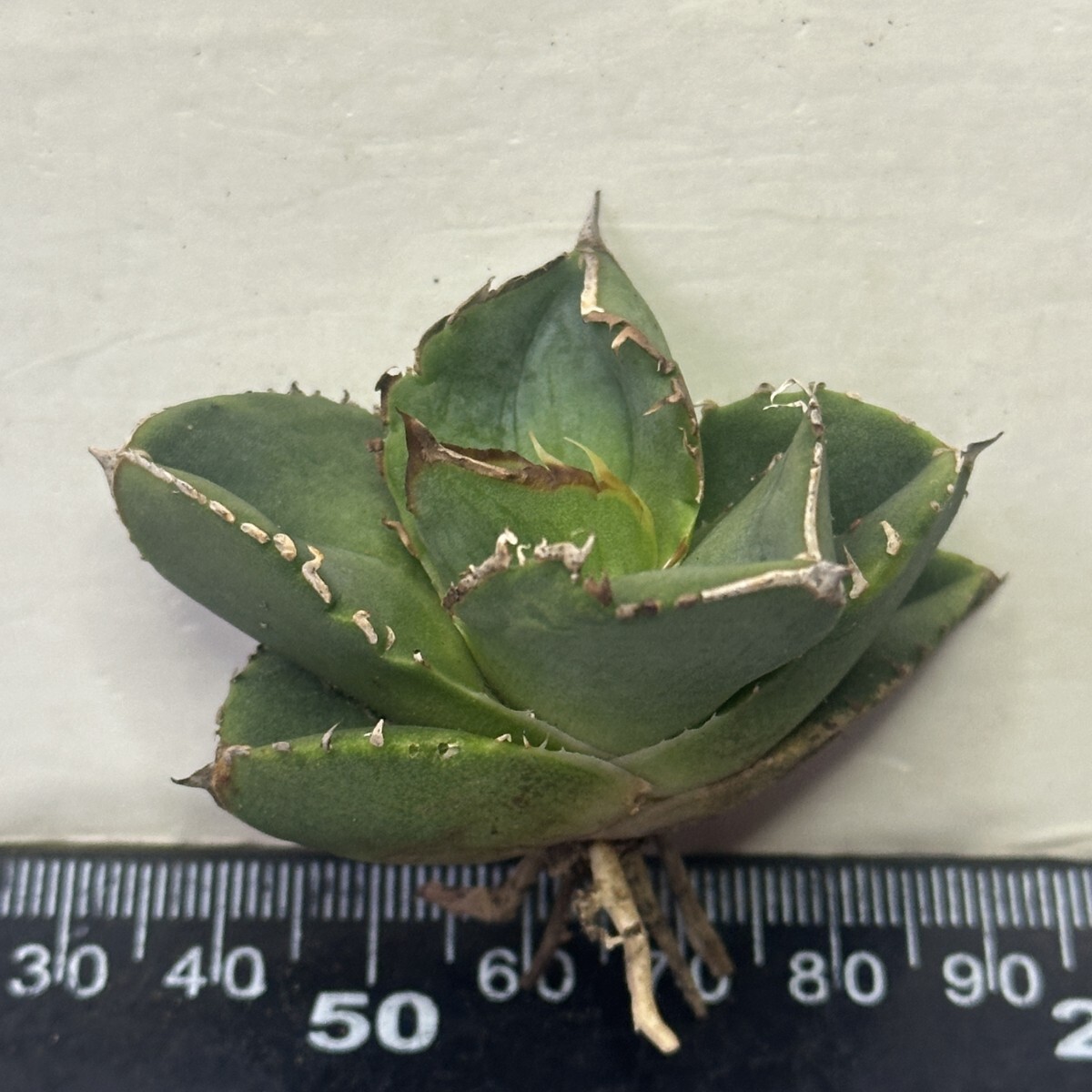 Yahoo!オークション - 902【上澳園芸】 アガベ チタノタ グラトニー Gl...