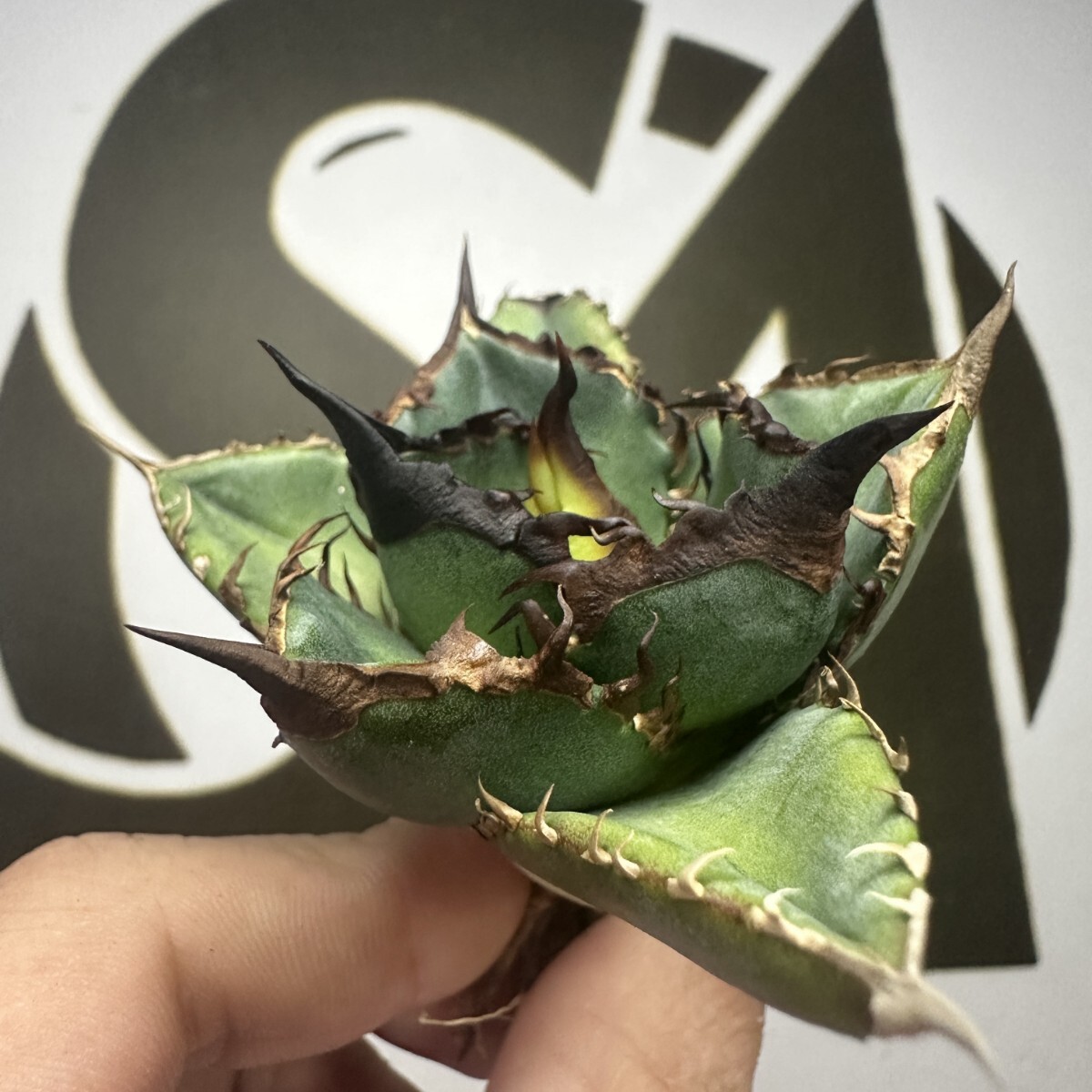 Yahoo!オークション - 916【上澳園芸】 アガベ チタノタ 緑犀牛 良質子...