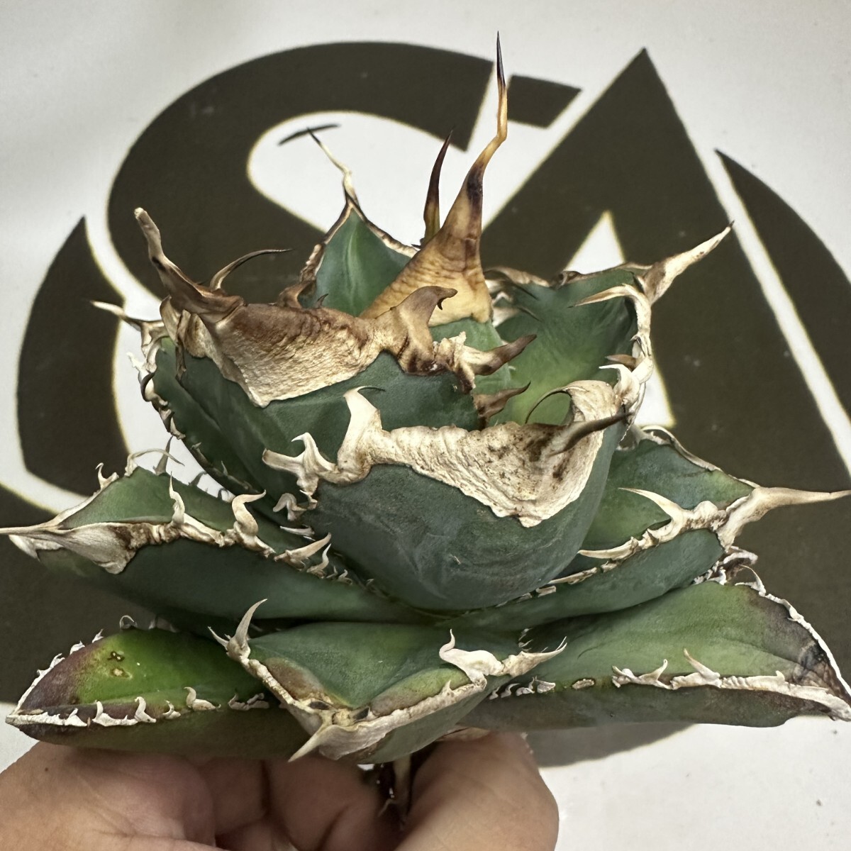 Yahoo!オークション - 946【上澳園芸】 アガベ チタノタshangao-005 車...