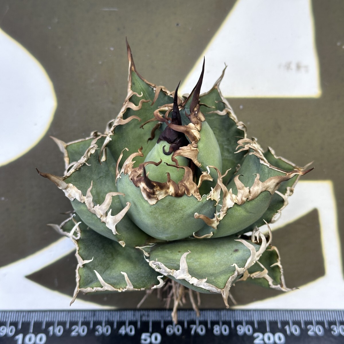 Yahoo!オークション - 554 【上澳園芸】アガベ チタノタ シーザー 特選...