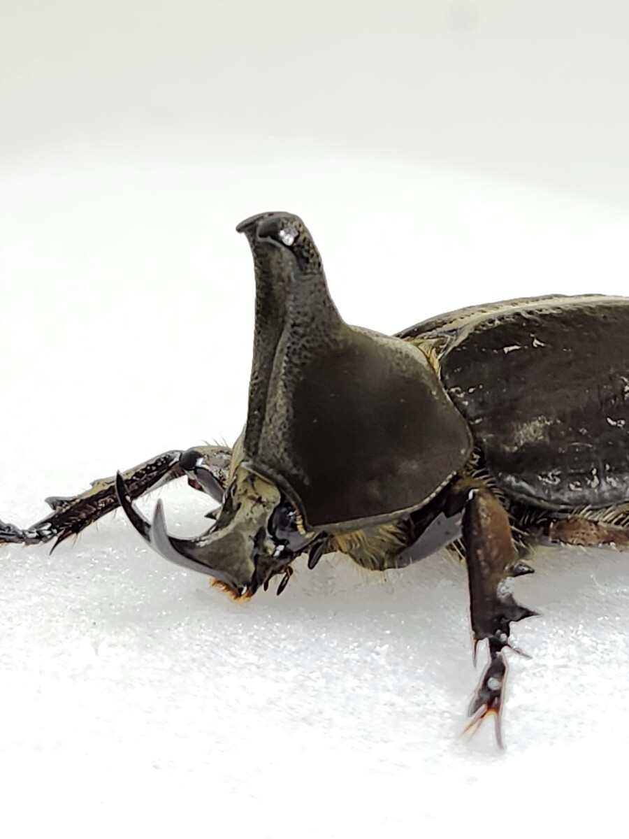 Yahoo!オークション - 【radiant】ブルメイスターエボシヒナカブト♂2...