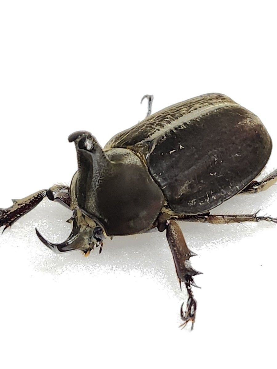 Yahoo!オークション - 【radiant】ブルメイスターエボシヒナカブト♂2...