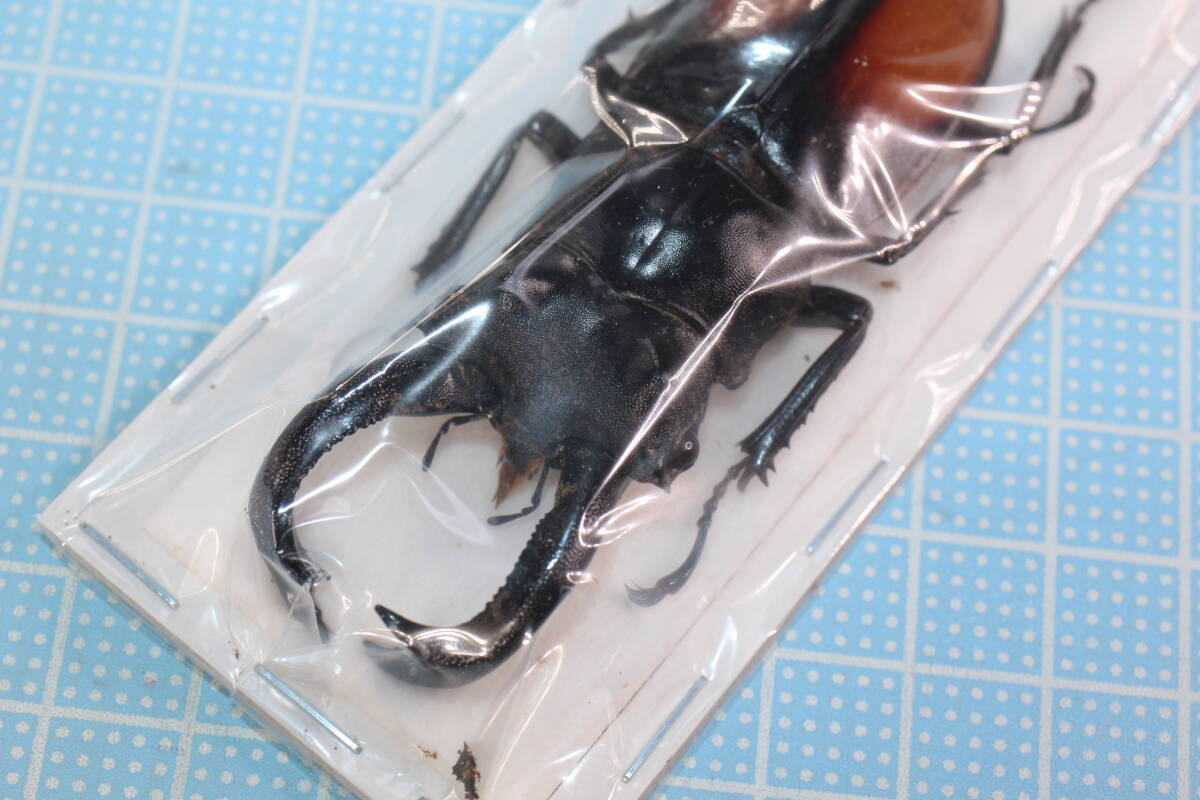 Yahoo!オークション - 【標本】A1220 スマトラ島産 セアカ（パリー）フ...