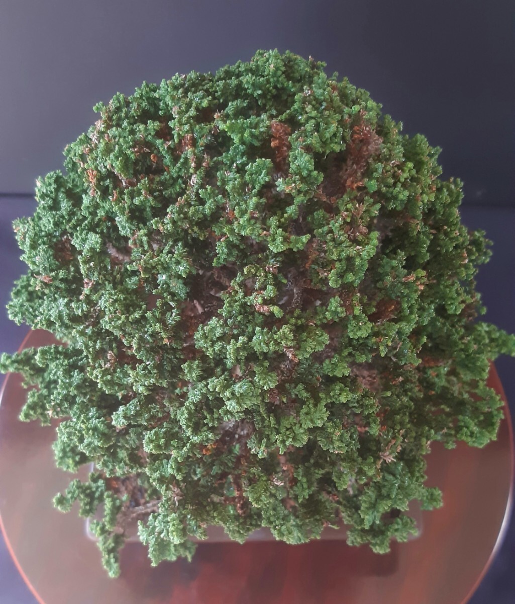 Yahoo!オークション - 小品盆栽「石化桧」 盆栽角