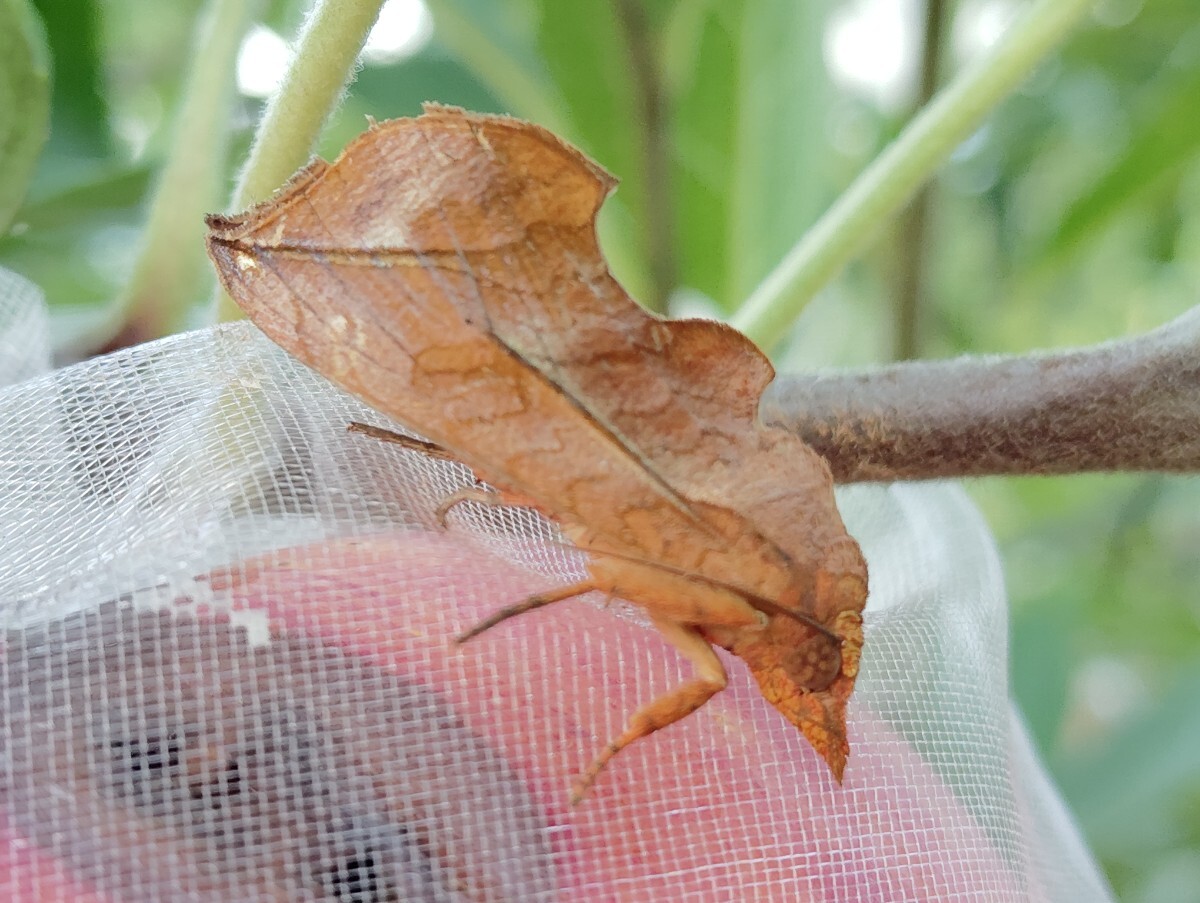 Yahoo!オークション - 信州産リンゴ サンフジ 1 5kg ご家庭用 小サ...