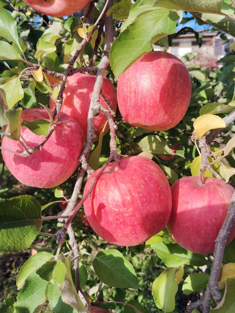 Yahoo!オークション - 信州産リンゴ サンフジ 3kg ご家庭用 訳あり...