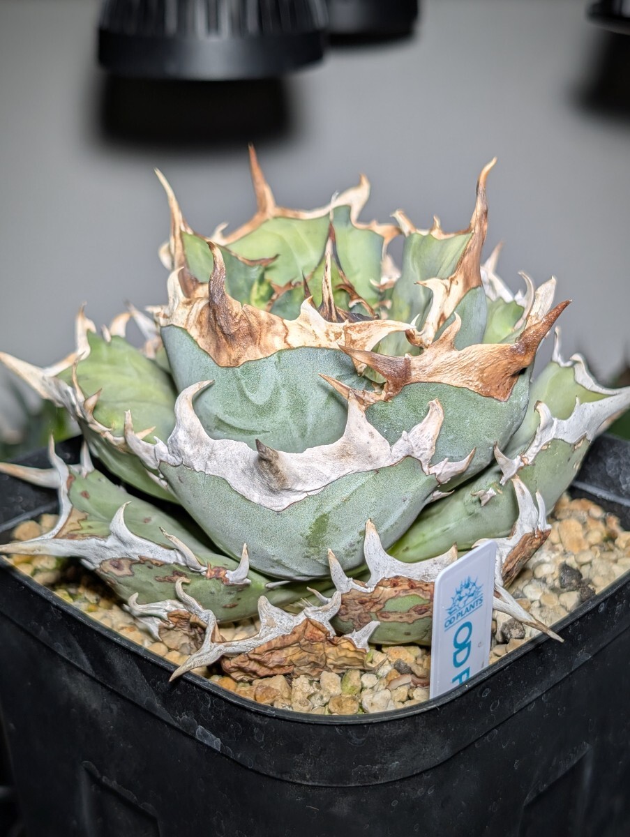 Yahoo!オークション - アガベ 鳳凰 lize血統 子株 微発根（検索用 フェ...