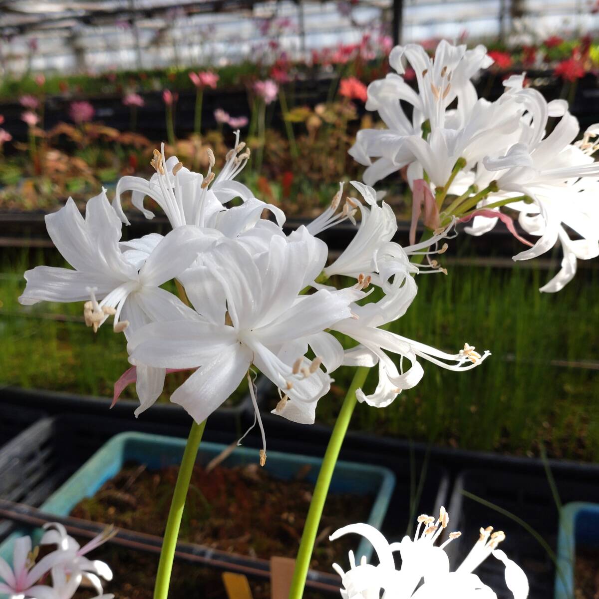 Yahoo!オークション - オリジナル品種 ネリネ ‘ネイカー’ 球根1球