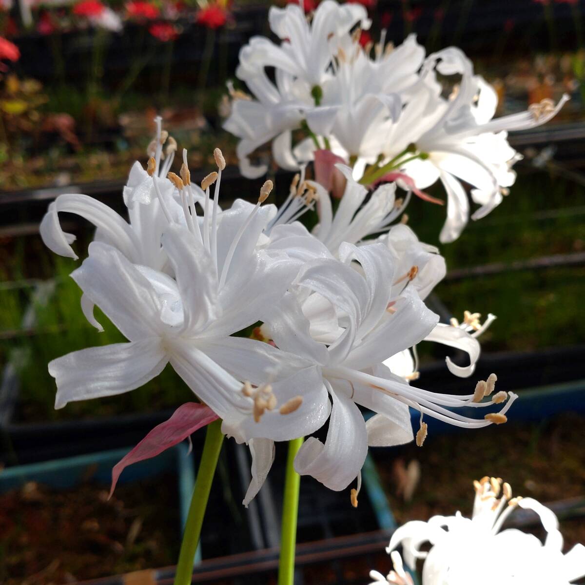 Yahoo!オークション - オリジナル品種 ネリネ ‘ネイカー’ 球根1球