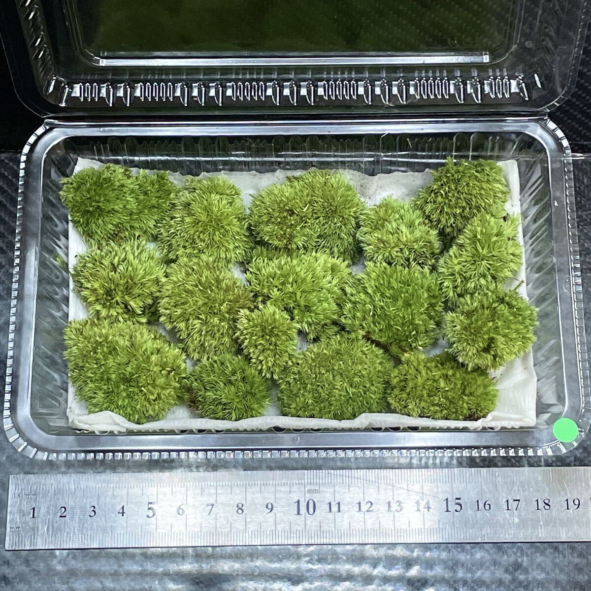 Yahoo!オークション - 天然 苔 無農薬 ホソバオキナゴケ など ヤマゴケ...