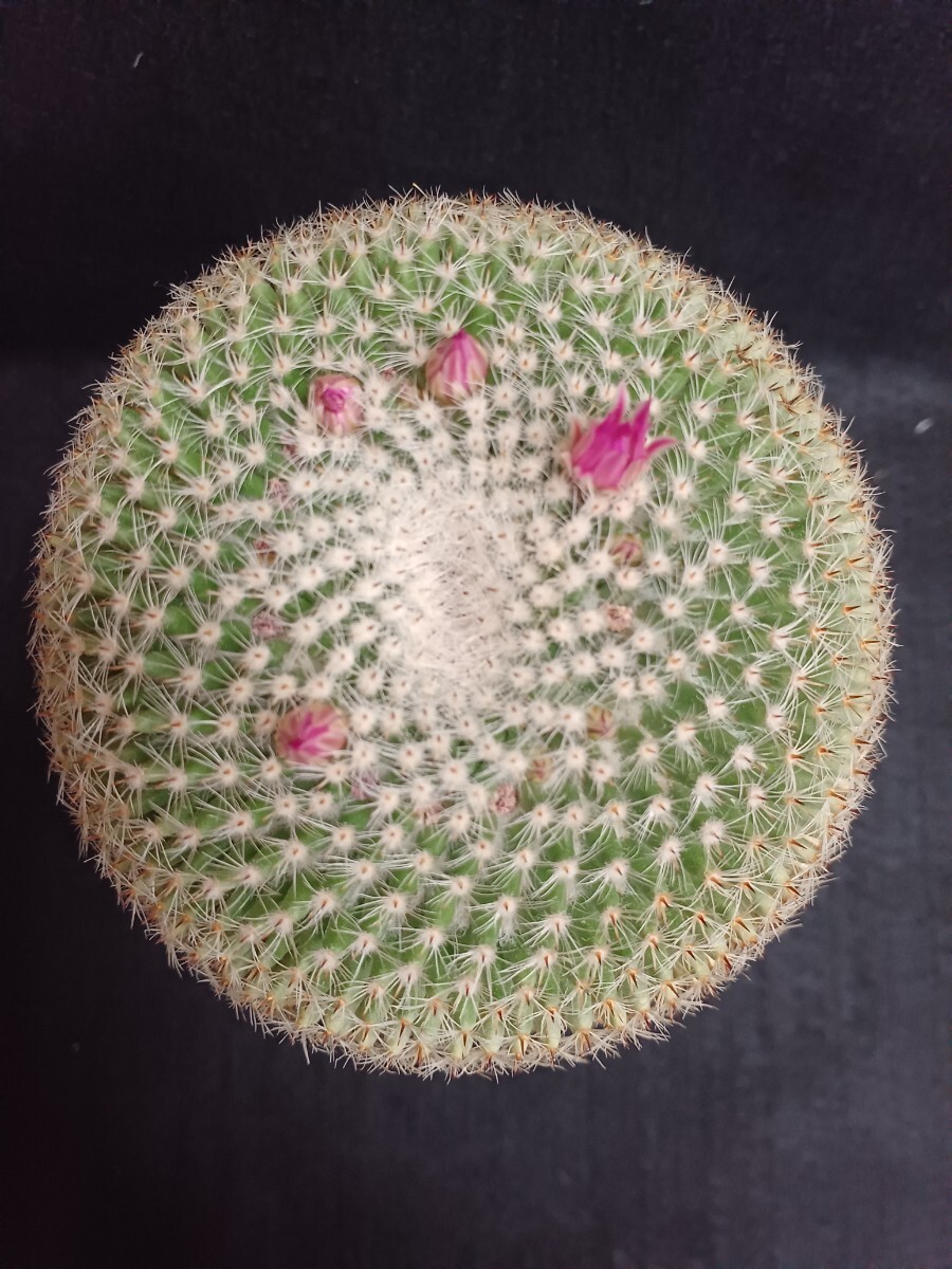 Yahoo!オークション - サボテン マミラリア 恋山彦 実生 3号鉢