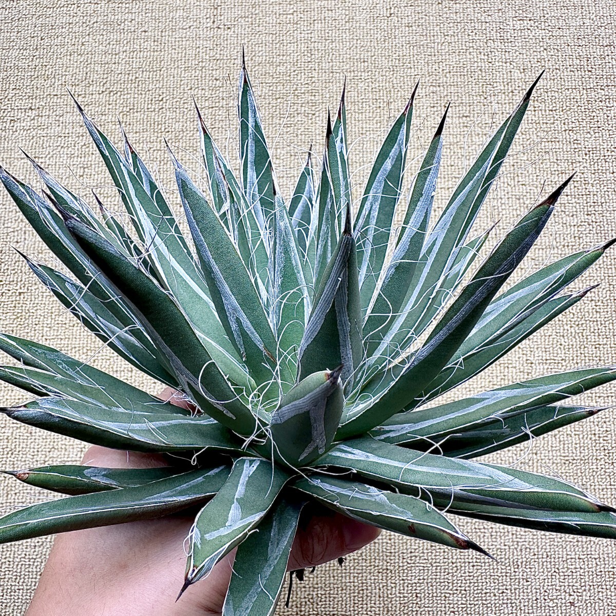 Yahoo!オークション - 【MCGRADY-PLANTS】J104 国内新品先発 激レア 多...