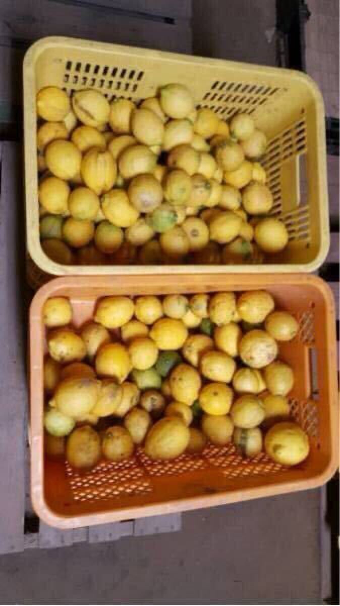 Yahoo!オークション - 国産レモン瀬戸田レモン減農薬 加工用レモン 3kg...