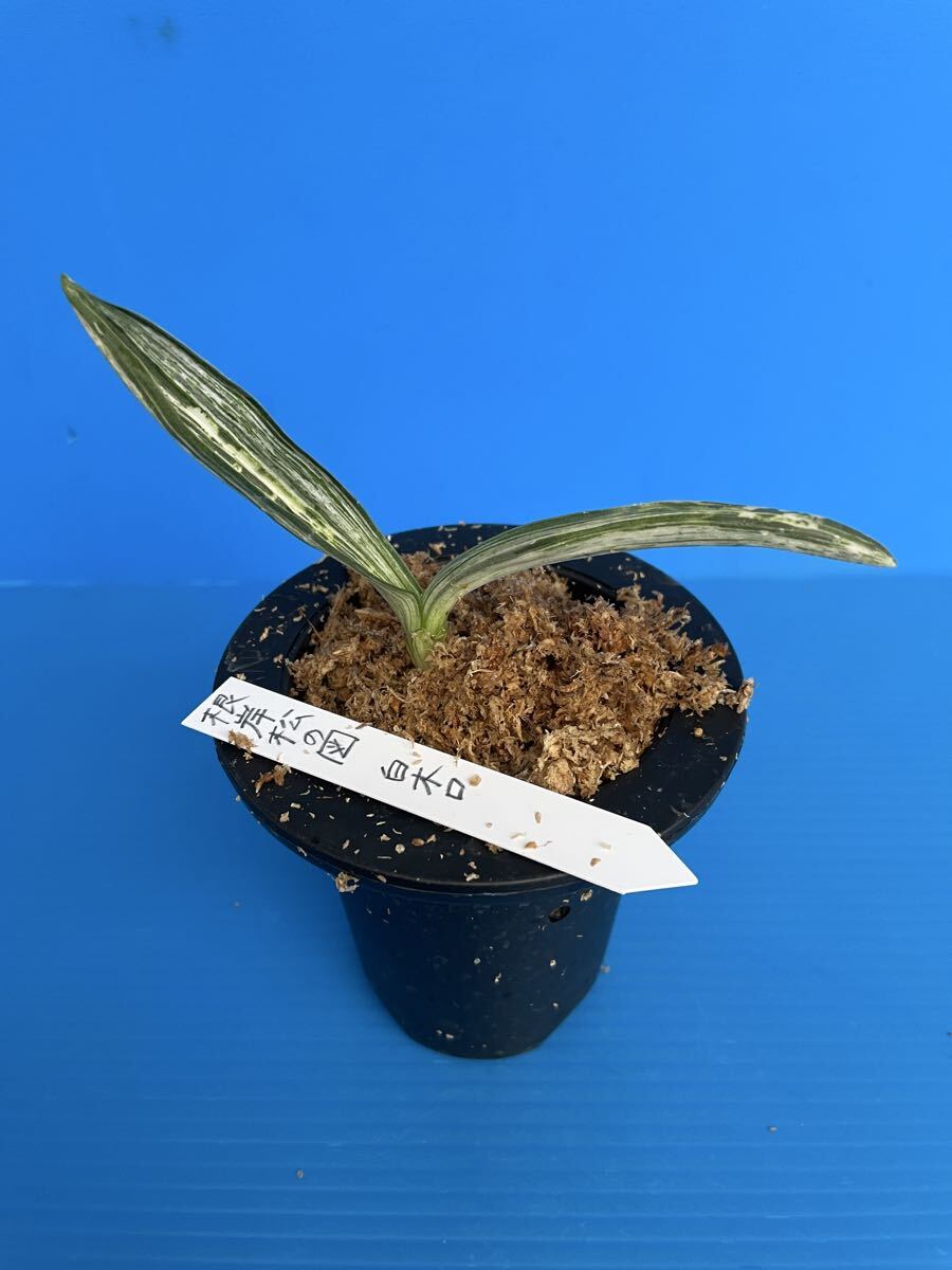 Yahoo!オークション - オモト 万年青 おもと「根岸松の図（白木口）」