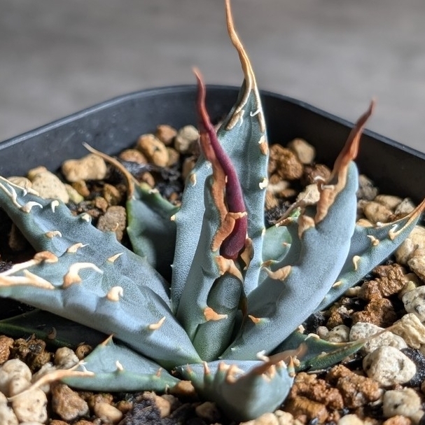 Yahoo!オークション - 現品A151 アガベ エボリスピナ実生 ユタエンシス...