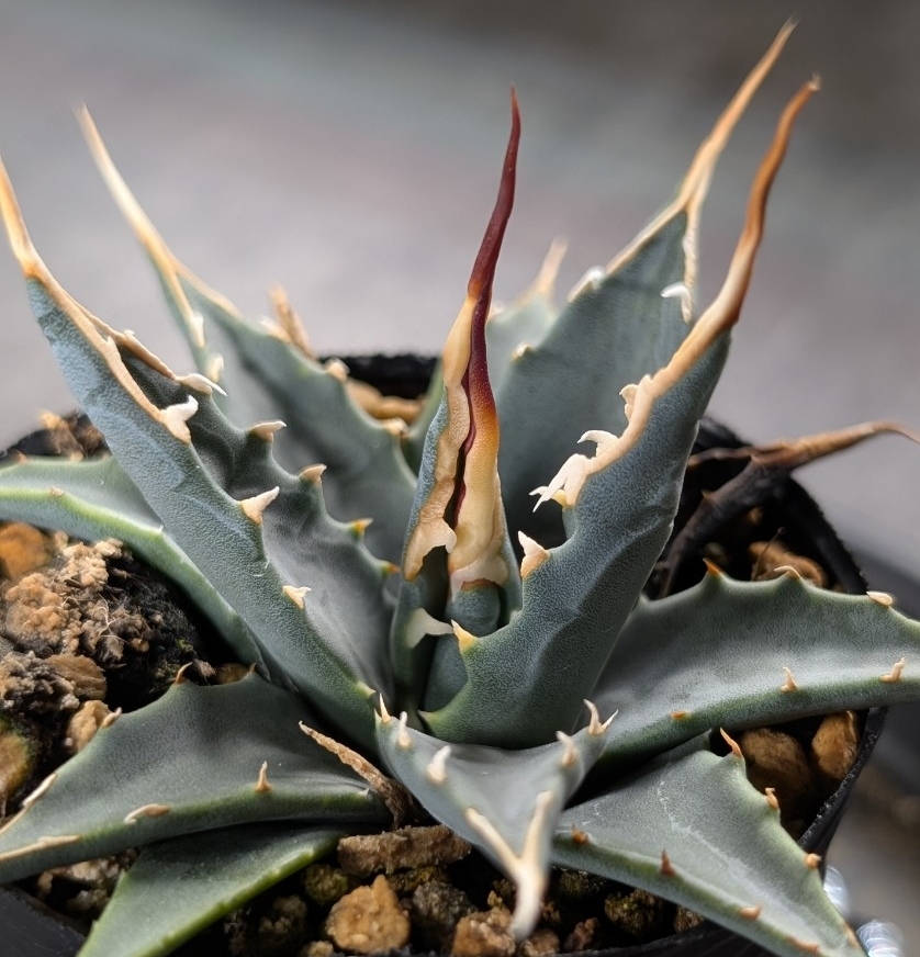 Yahoo!オークション - 現品A177 アガベ エボリスピナ実生 ユタエンシス...