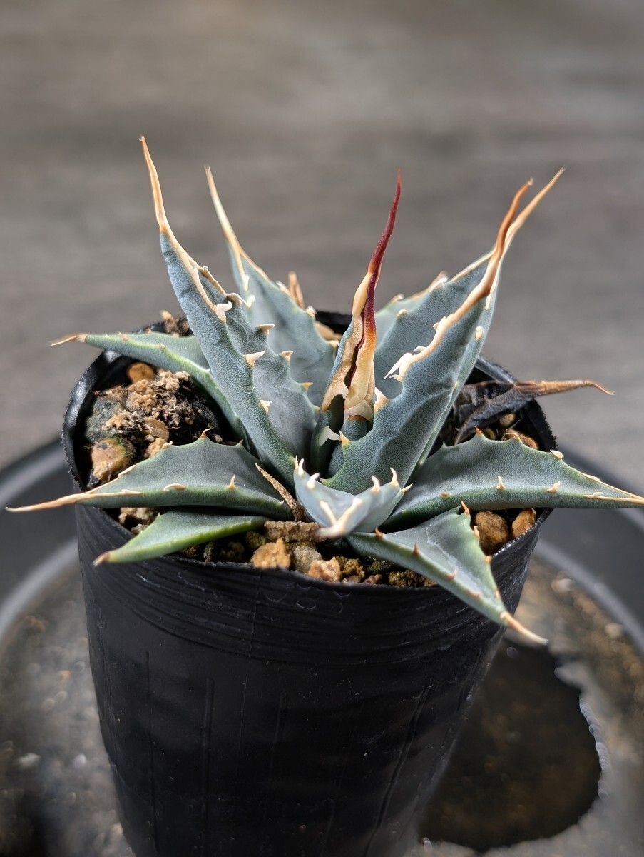 Yahoo!オークション - 現品A177 アガベ エボリスピナ実生 ユタエンシス...