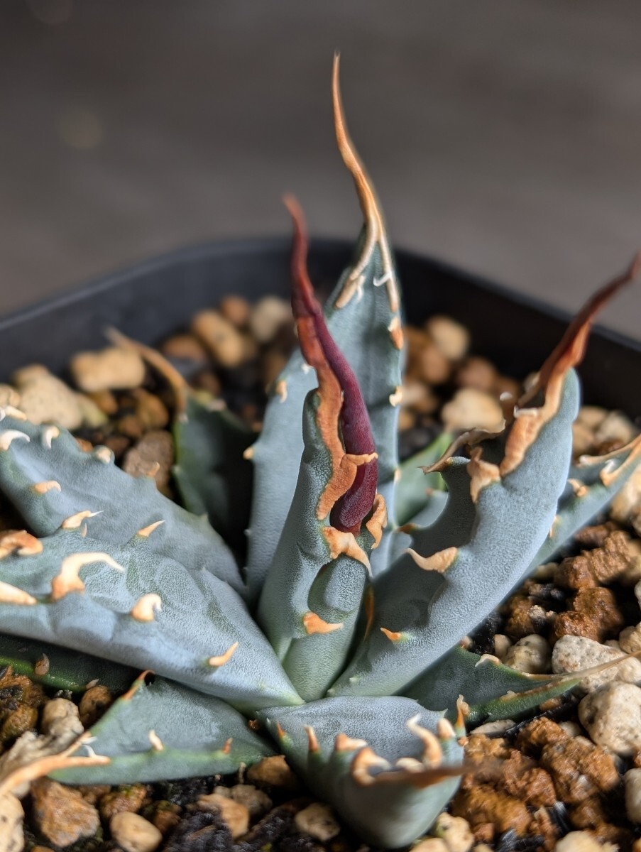 Yahoo!オークション - 現品A151 アガベ エボリスピナ実生 ユタエンシス...