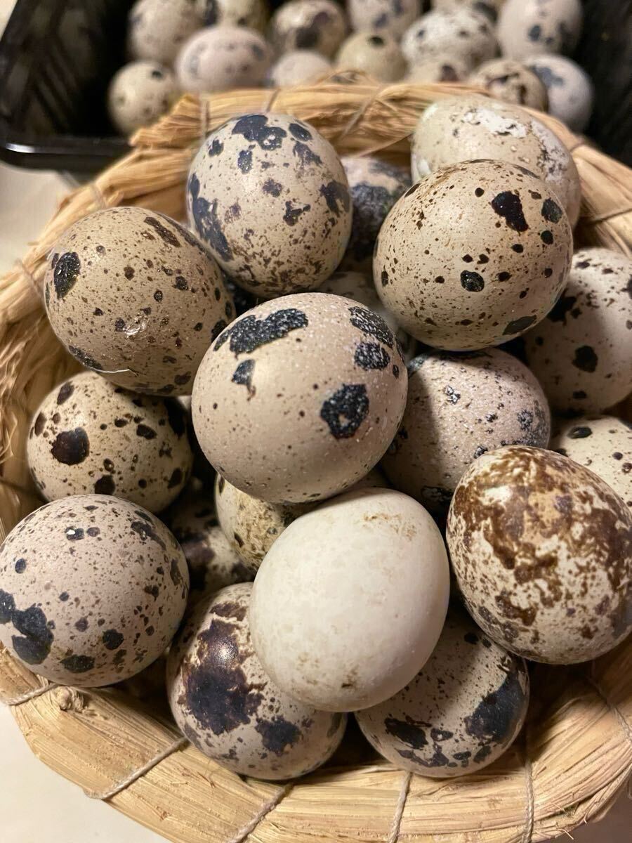 Yahoo!オークション - 並30)人懐こく可愛いカラー並みウズラ 白い親鳥...