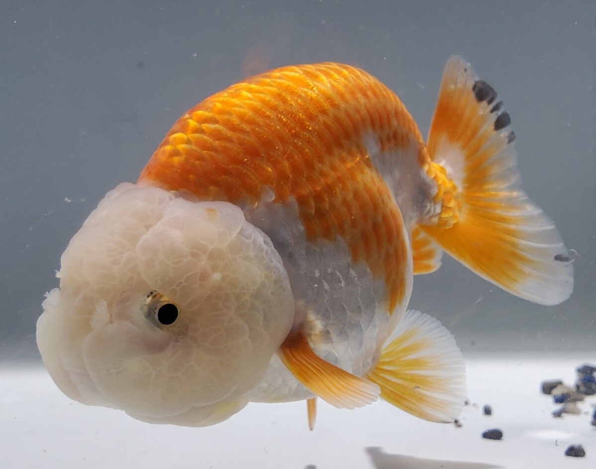 Yahoo!オークション - 中国産 更紗らんちゅう 10㎝前後