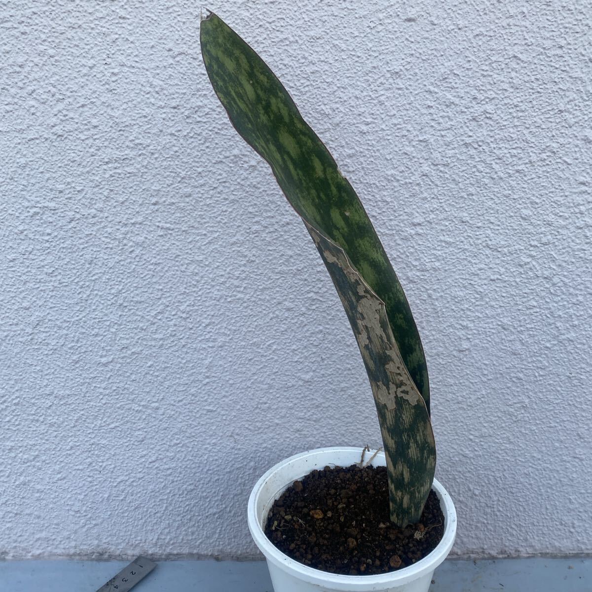 Yahoo!オークション - 超希少種 サンスベリア Sp. VANILLOSA ES22435 R...