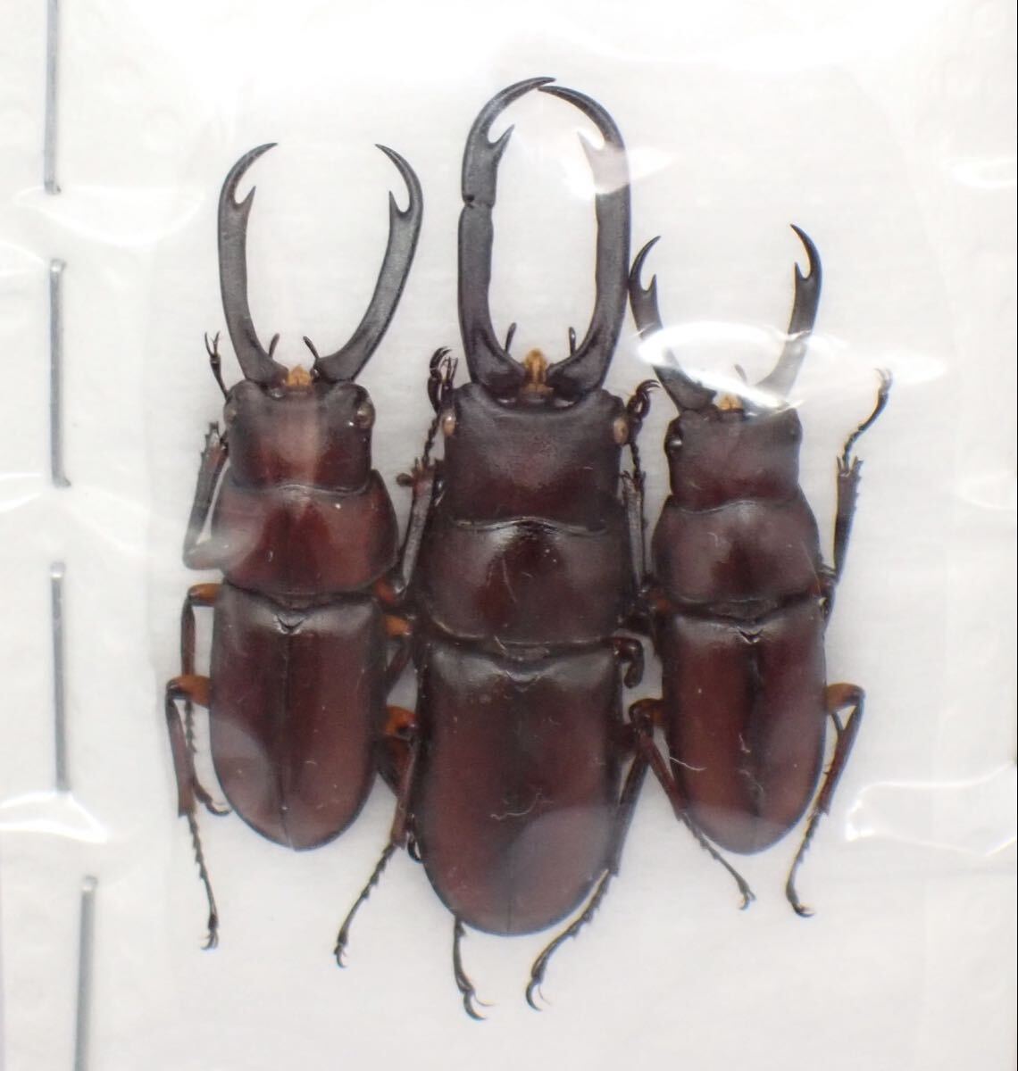 Yahoo!オークション - 昆虫標本 ベトナム産 No.2104 ノコギリクワガタ3...